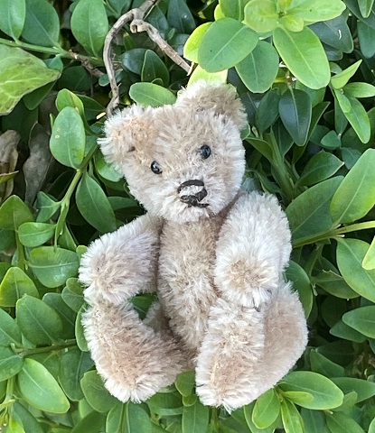 Miniature Steiff Bears – Old Teddy Bear Shop